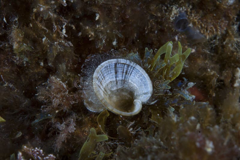 Padina pavonica stock photo. Image of biology, pavonica - 209289724