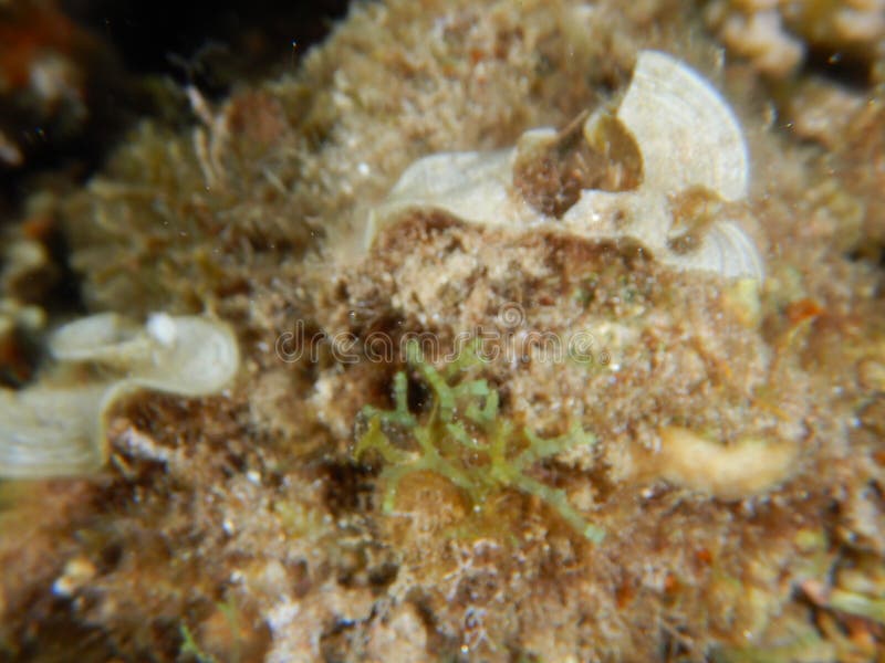 Padina Pavonica, Seaweeds, Brown Algae Stock Photo - Image of kombu ...