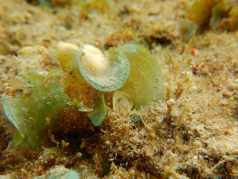 Padina Sp, Macroalage, Seaweeds Stock Photo - Image of cooking, kelp ...