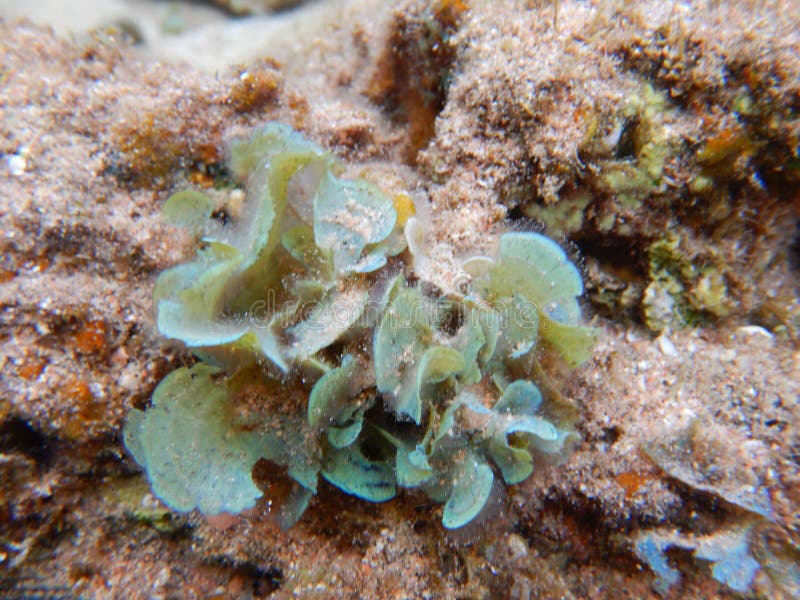 Padina Sp, Macroalage, Seaweeds Stock Image - Image of kombu, grass ...