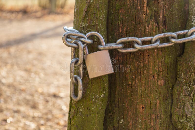 A Padlock Locked on a Chain that is Around a Tree Stock Image - Image ...