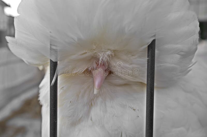 Paduan chicken stock image. Image of white, food, feathers - 48274497