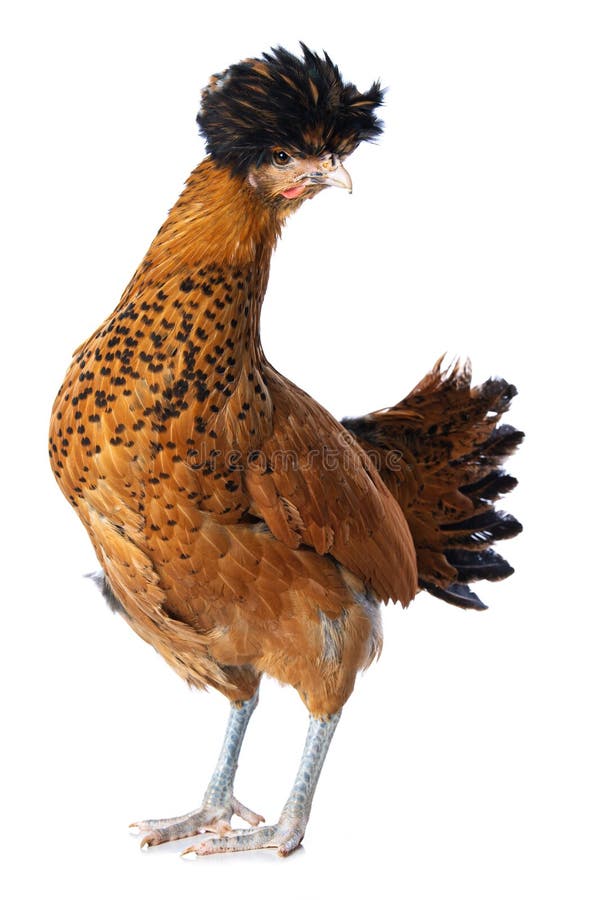 Paduaner Hen Isolated on White Stock Image - Image of isolated, female ...