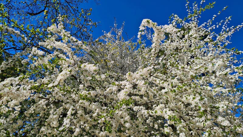 PadusLarge Branches of the Prunus Padus Tree with Many Small White ...