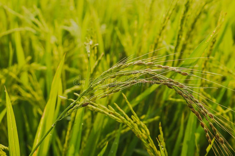 Pady befor cutting stock photo. Image of grassland, vegetable - 215663750