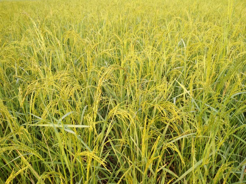 Green pady fields. stock image. Image of pady, everyone - 128942053