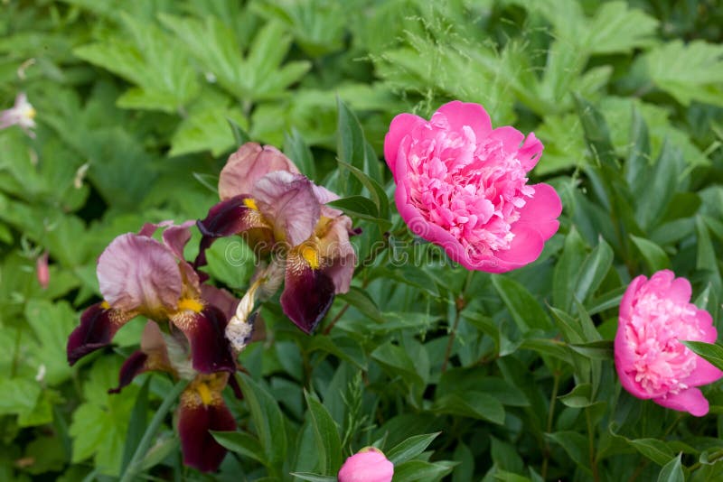 Paeon foto de archivo. Imagen de cubo, flor, exterior - 11324680