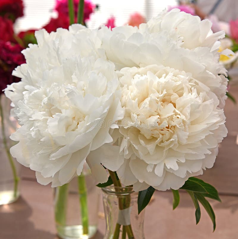 Paeonia Bowl of Cream, Bowl Shaped, Double Flowered Peony Stock Photo ...