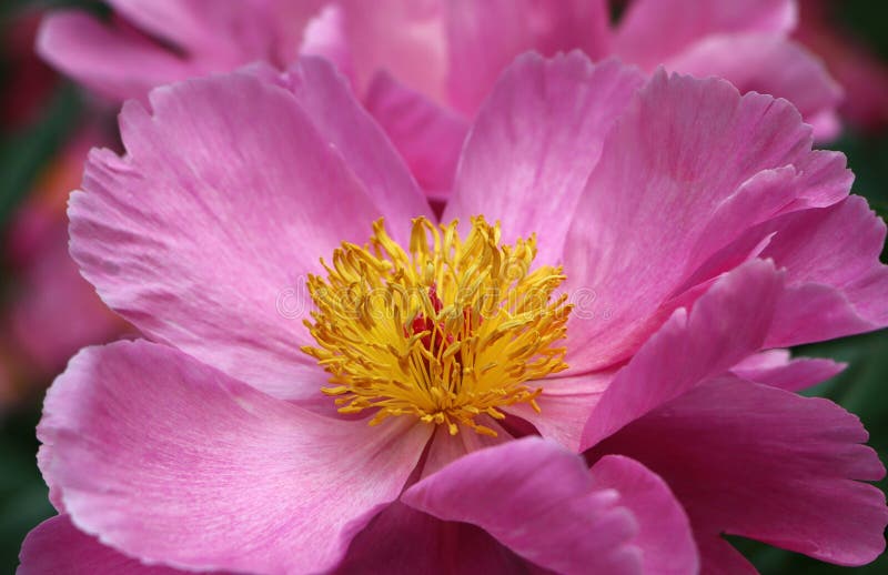 Paeonia Lactiflora (common Garden Peony) Stock Image - Image of ...