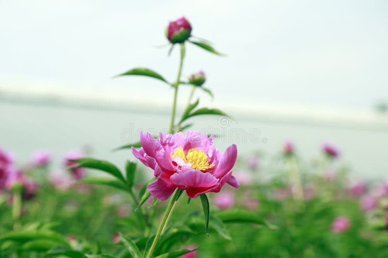 Paeonia lactiflora flower stock photo. Image of close - 371050018