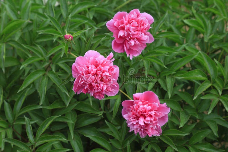Paeonia lactiflora flower stock image. Image of peony - 371156969
