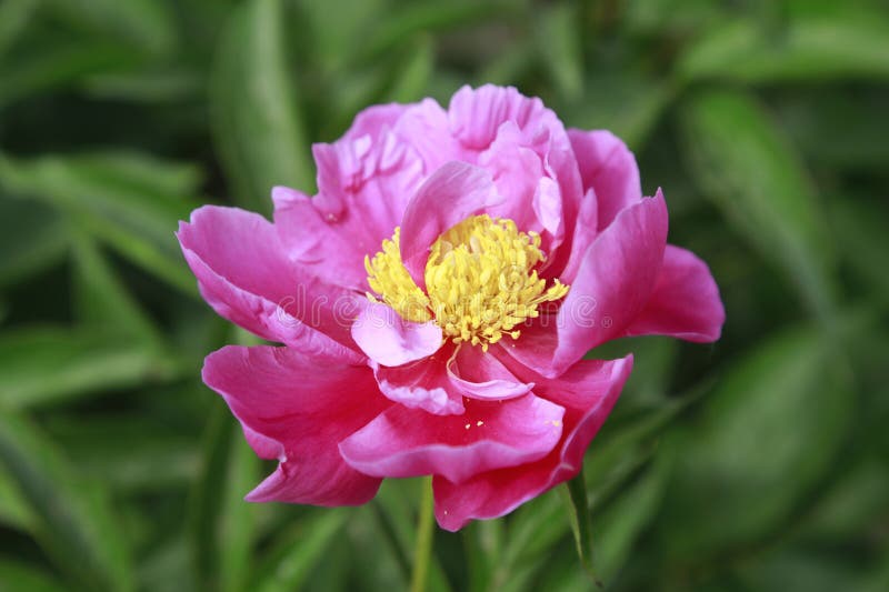 Paeonia lactiflora flower stock photo. Image of beautiful - 378768838