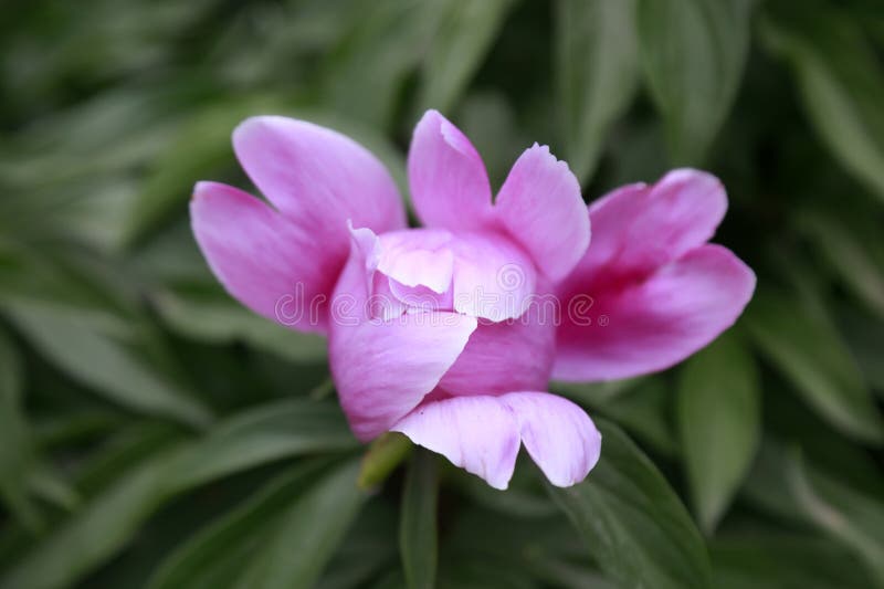 Paeonia Lactiflora Pall in Botanical Garden Stock Photo - Image of ...