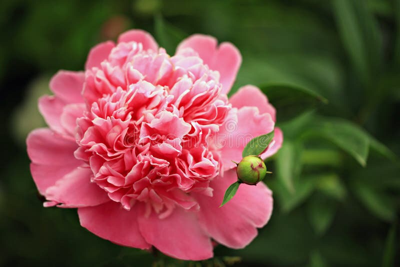 Paeony. stock image. Image of suffruticosa, plant, paeony - 33417825