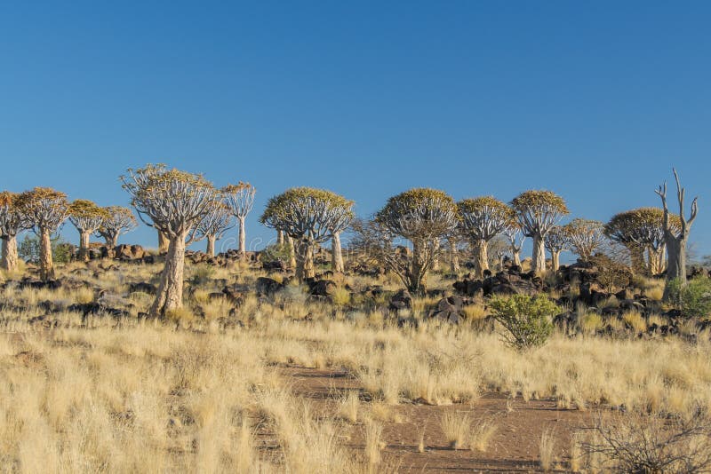 Paesaggi Africani - Foresta Namibia Dell'albero Del Fremito Immagine ...