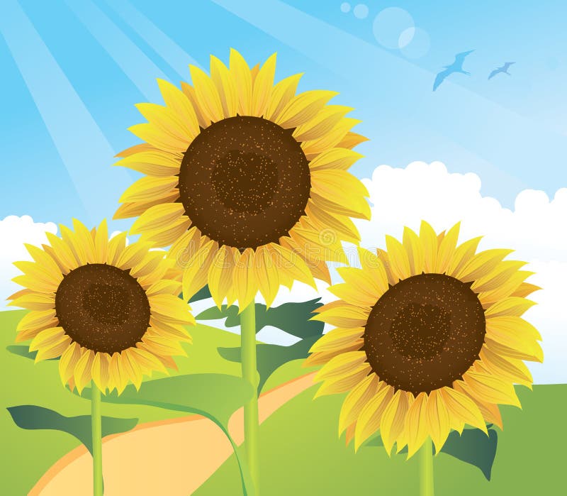 Paesaggio del fiore di Sun illustrazione vettoriale. Illustrazione di ...