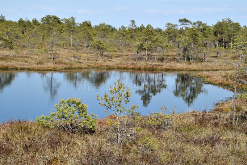 Paesaggio della palude immagine stock. Immagine di crescere - 81794647
