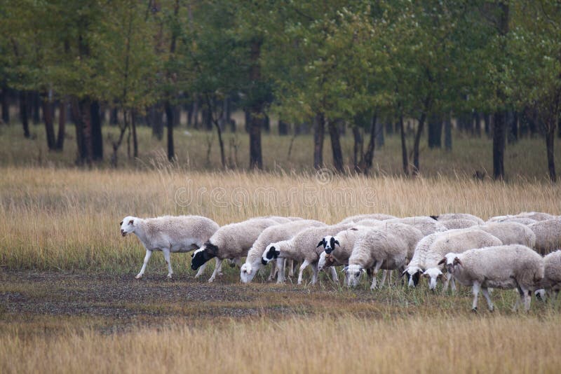 Paesaggio Della Prateria Di Mongolia Interna Immagine Stock - Immagine ...