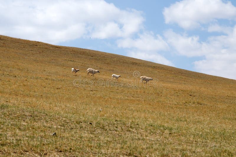 Paesaggio della steppa immagine stock. Immagine di sfondo - 25513983