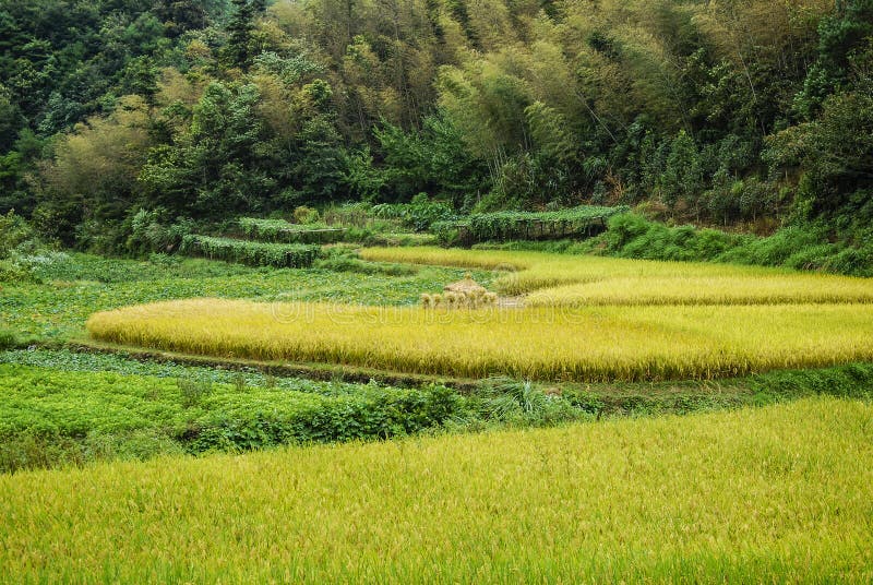 Paesaggio Delle Risaie in Autunno Fotografia Stock - Immagine di ...
