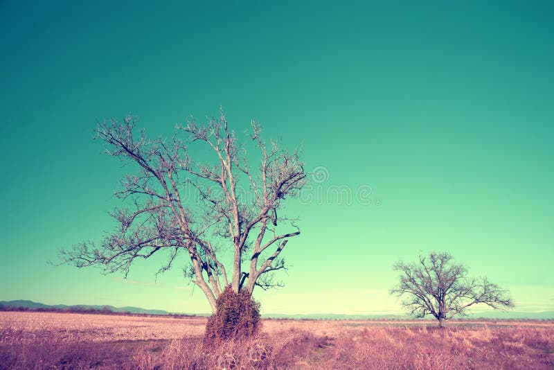 Paesaggio Di Ir Con Due Alberi Fotografia Stock - Immagine di ...