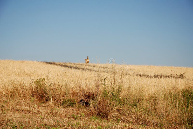 Paesaggio montano. stock photo. Image of ecoregion, farm - 85303636