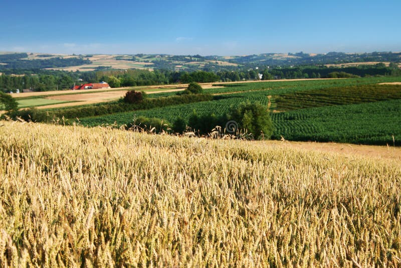 Paesaggio rurale immagine stock. Immagine di organico - 2720267