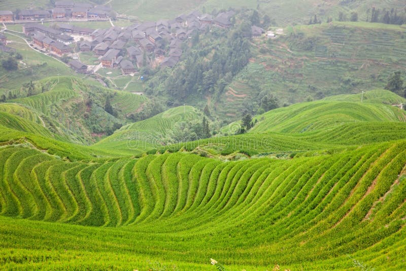 Paesaggio Rurale Dei Terrazzi Immagine Stock - Immagine di sviluppo ...