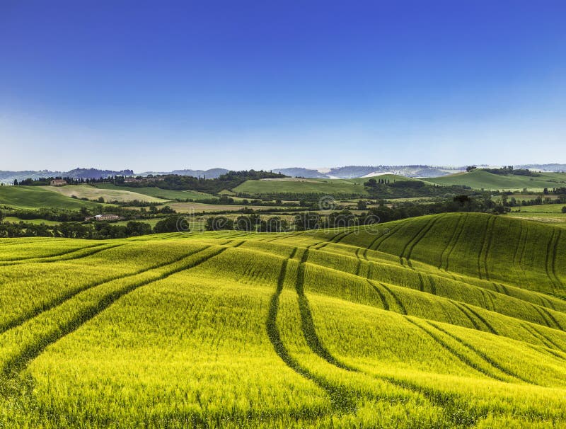 Paesaggio Rurale Della Toscana Con Un Albero Solo L'Italia Fotografia ...