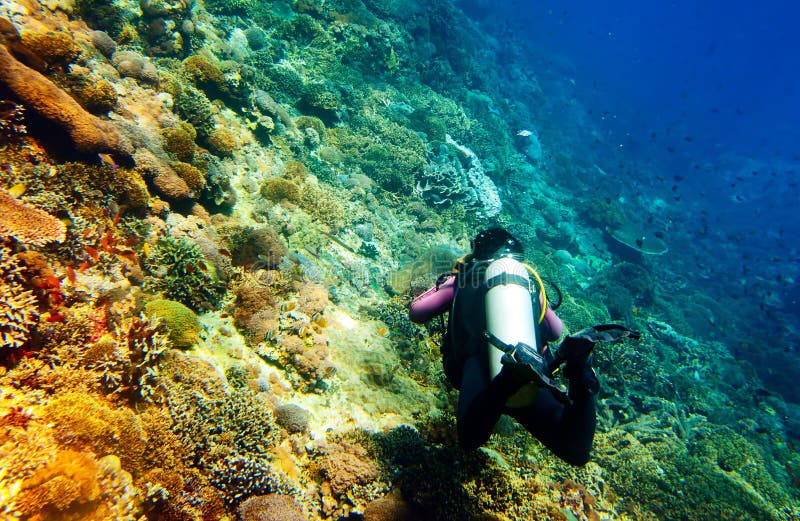 Paesaggio subacqueo immagine stock. Immagine di bali - 22096831