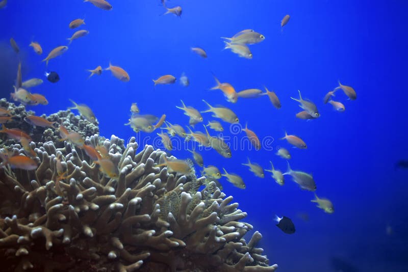 Paesaggio subacqueo immagine stock. Immagine di subacqueo - 5189477