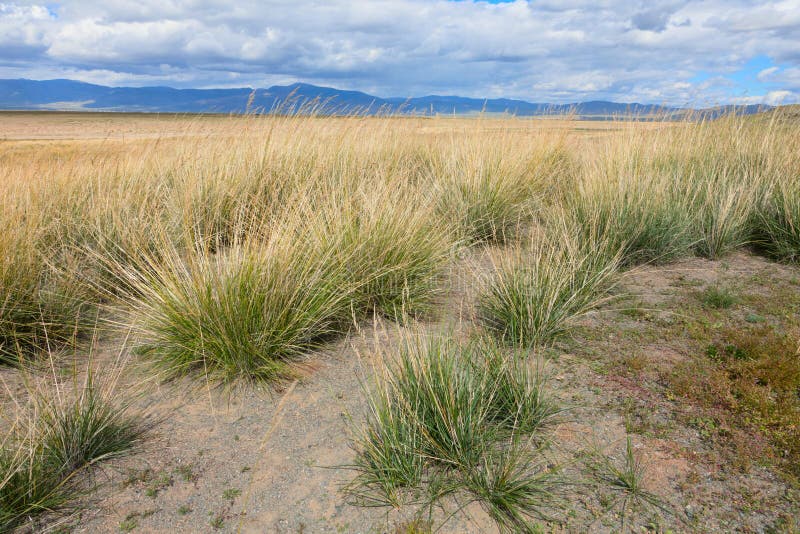 Paesaggio Tipico Della Steppa Fotografia Stock - Immagine di siccità ...