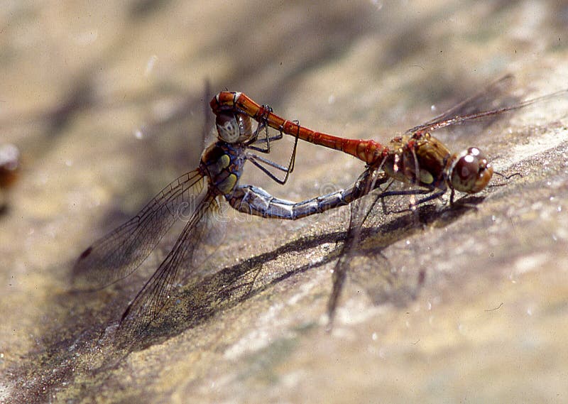 Dragonflies Perch on Tree Branches Stock Photo - Image of closeup ...
