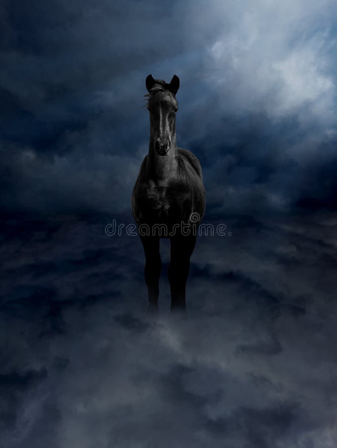 Horse in the storm stock photo. Image of stallion, domestic - 4978884