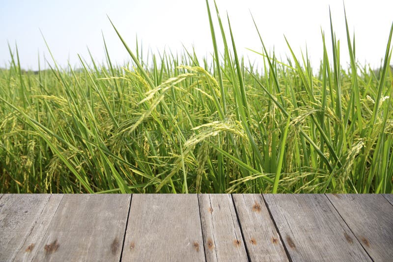 Page Plank on a Backdrop of Bright Green Rice Paddies Stock Image ...