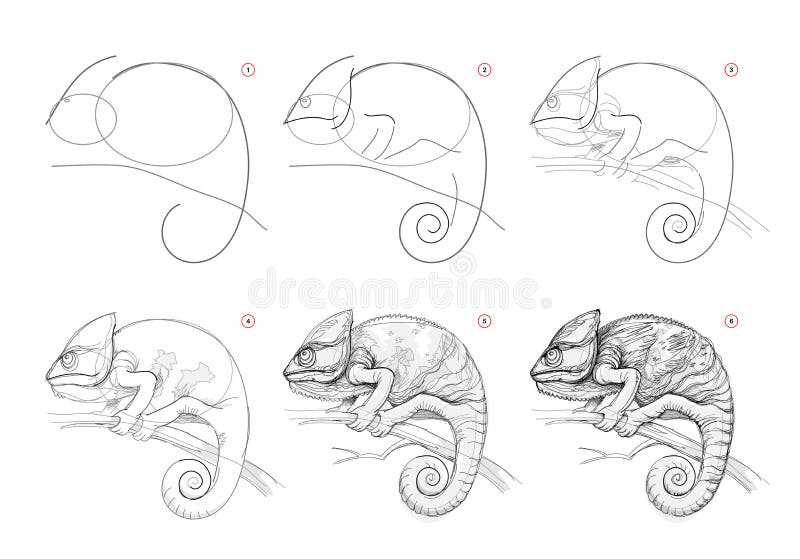 Page Shows How To Learn To Draw Sketch of Chameleon. Creation Step by ...