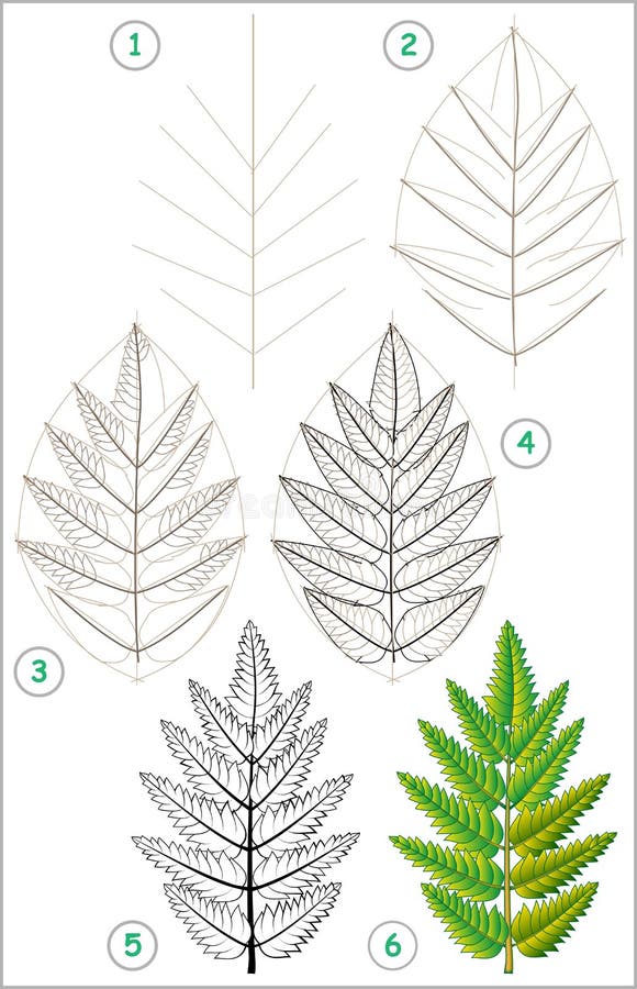 Page Shows How To Learn Step by Step To Draw a Rowan Leaf. Stock Vector ...