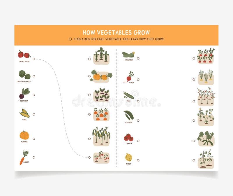 A Page with a Task for Children. How Different Vegetables Grow. Stock ...