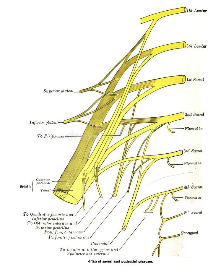 Pudendal Cleft Stock Photos - Free & Royalty-Free Stock Photos from ...