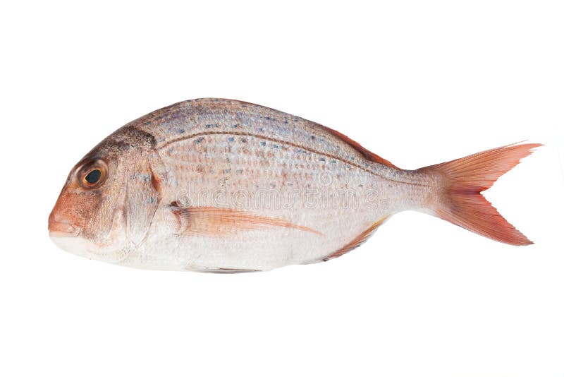 Red Sea Bream, Pagellus Bogaraveo, Fresh Fish Against White Background ...