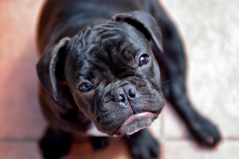 Pago stock photo. Image of animals, black, french, look - 12334582