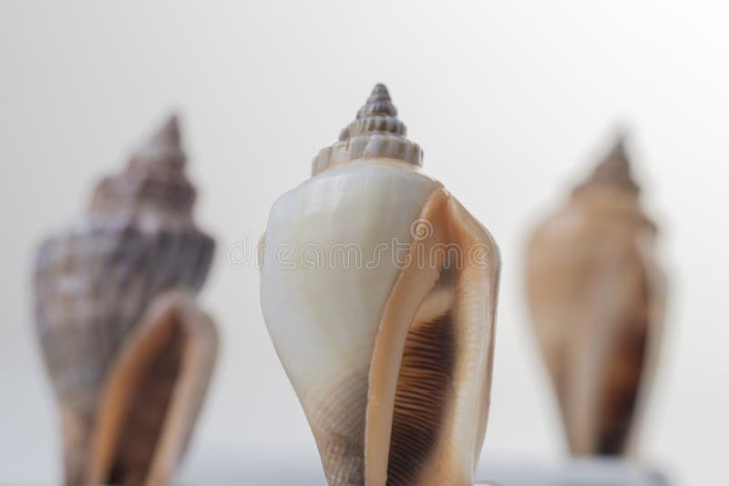 Pagoda Shells. Still Life of Seashells. Detail of Shells. Stock Photo ...