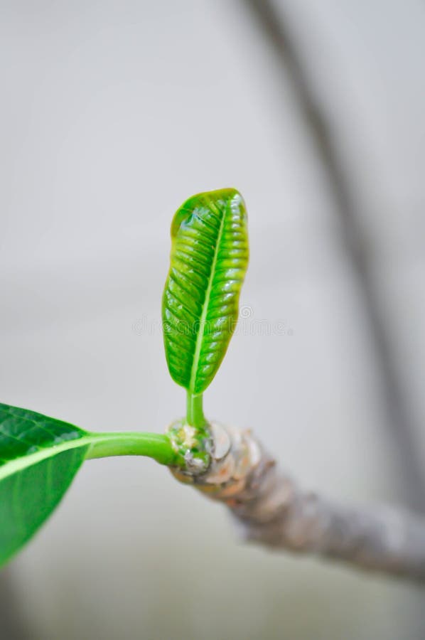 Pagoda Tree or Frangipani or Temple Tree ,new Born Leaf Stock Image ...