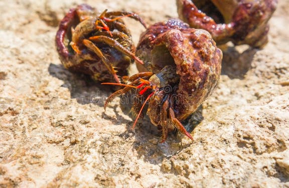 Paguri fotografia stock. Immagine di scenico, coperture - 47415448