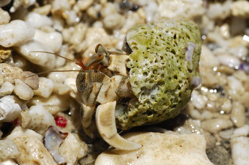 Pagurian stock image. Image of ocean, seashell, cowrie - 23753607