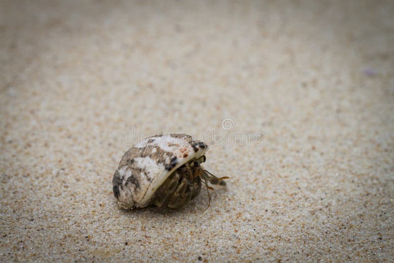 Pagurian on the beach stock image. Image of sand, pagurian - 39120815