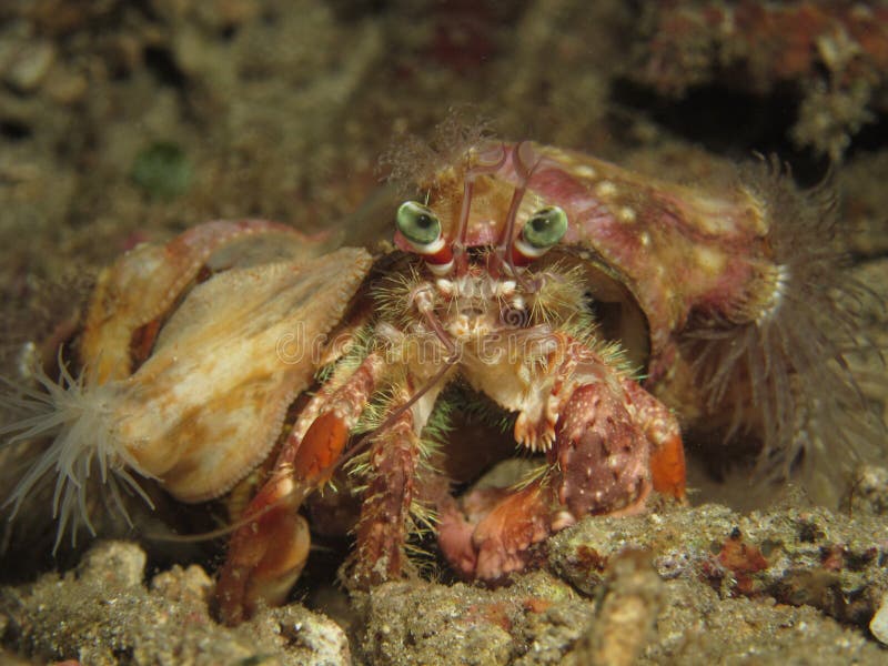 Paguro immagine stock. Immagine di immersione, stretto - 37673055