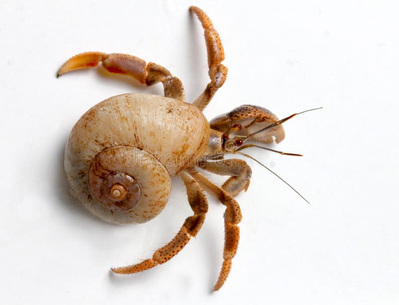 Granchio Eremita Del Mar Dei Caraibi Fotografia Stock - Immagine di ...