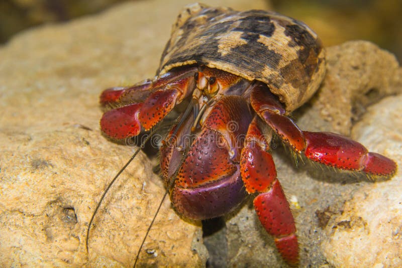 immagini di riserva di Paguro - la sovranità di download 1,973 libera ...