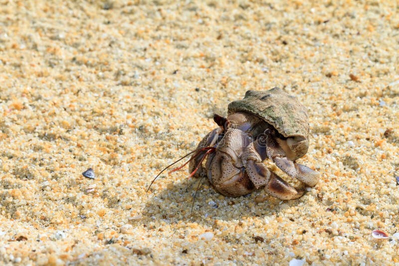 immagini di riserva di Paguro - la sovranità di download 1,973 libera ...